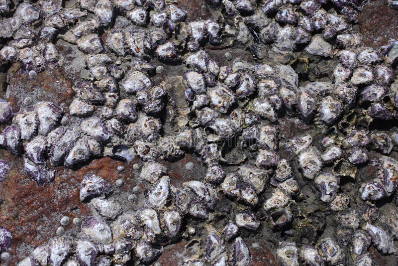 Wall Texture with Oyster Shells Stock Image - Image of backgrounds ...