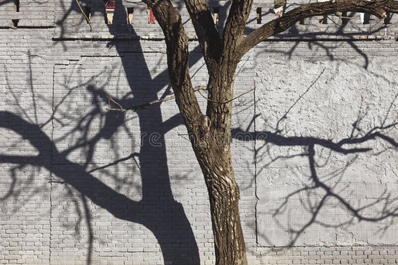 Wall Texture Silhouette Tree Branches Shade and Shadow Nature Abstract ...