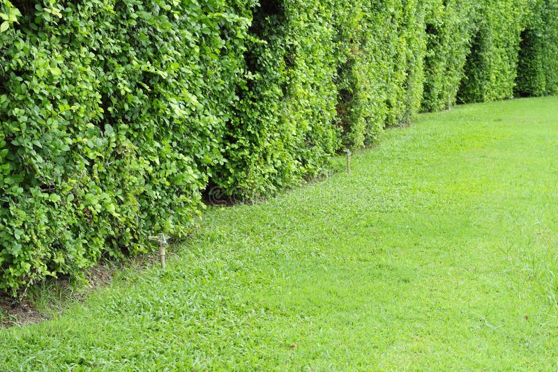 Wall tree with green grass stock image. Image of grass - 76045917