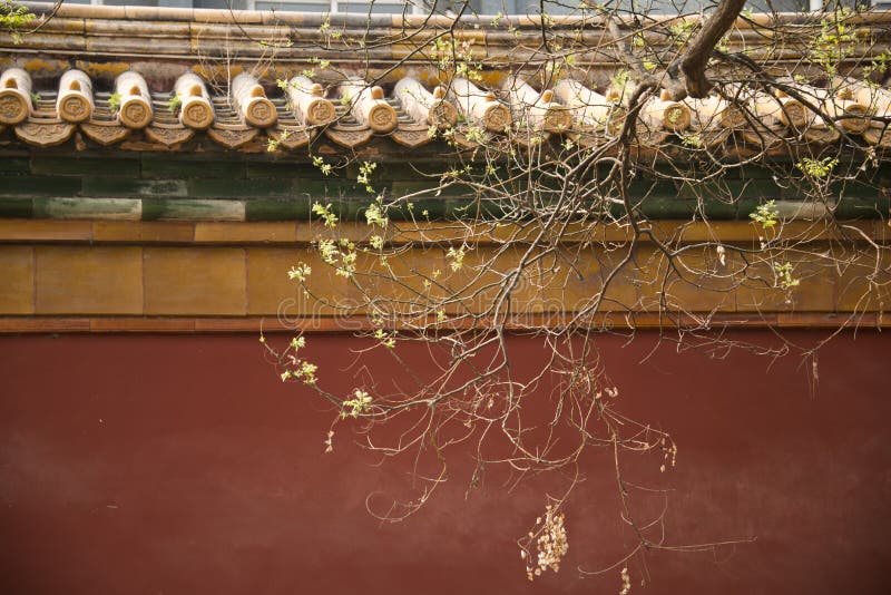 The Wall and the Tree Red Ancient Architecture of Stock Photo - Image ...