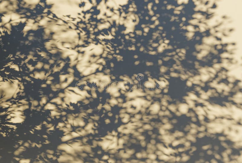 Wall with tree shadow stock illustration. Illustration of background ...