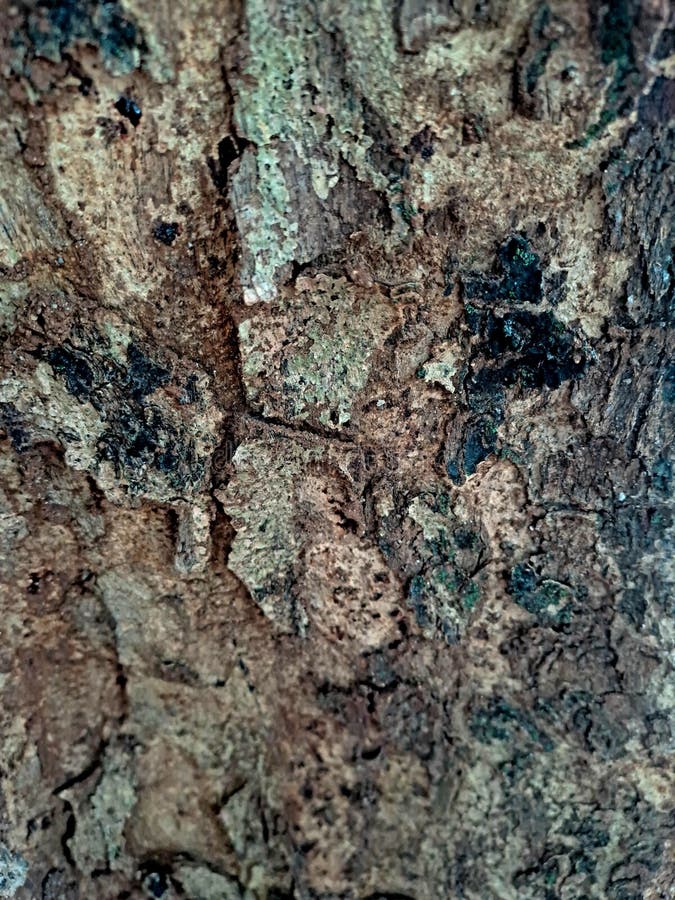 Wall tree of wood texture stock image. Image of green - 268096273