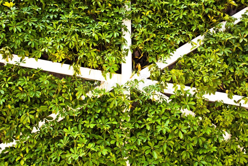 Wall of trees. stock photo. Image of background, antique - 23881492