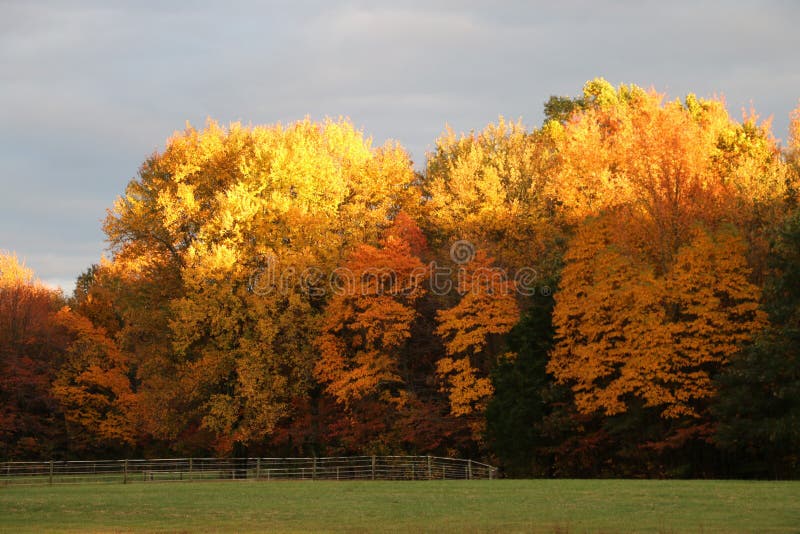 Trees of Autumn during Sunset Stock Image - Image of fence, yellow ...