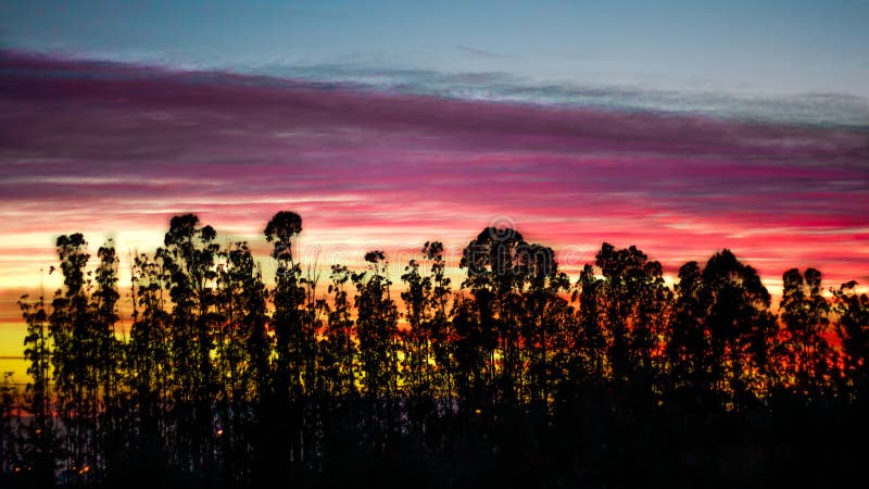 Wall of Trees Backlit in a Very Colorful Sunrise Stock Photo - Image of ...
