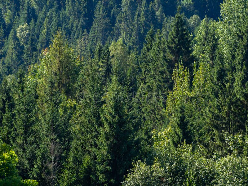 Wall of Trees and Forest. Can Work Well As a Background Stock Image ...