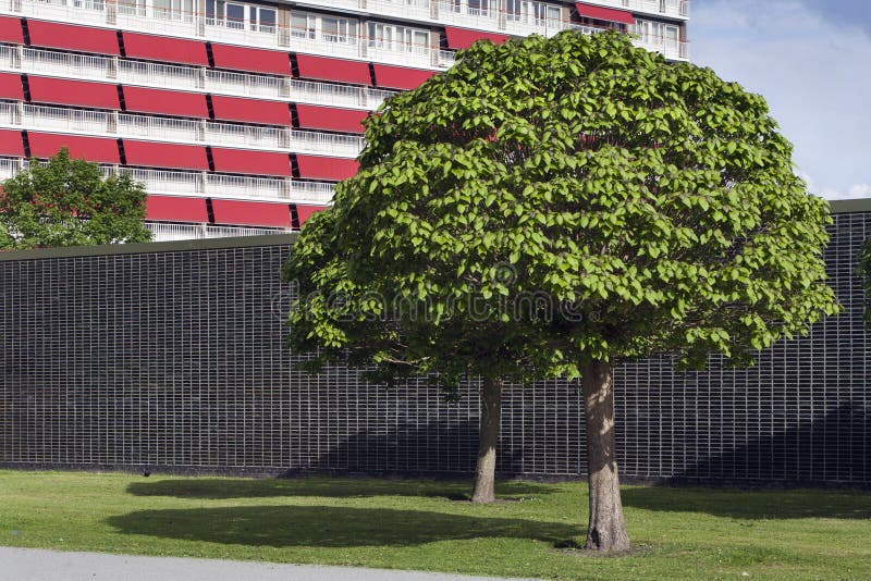 Wall and trees stock photo. Image of wall, tiles, building - 40987426