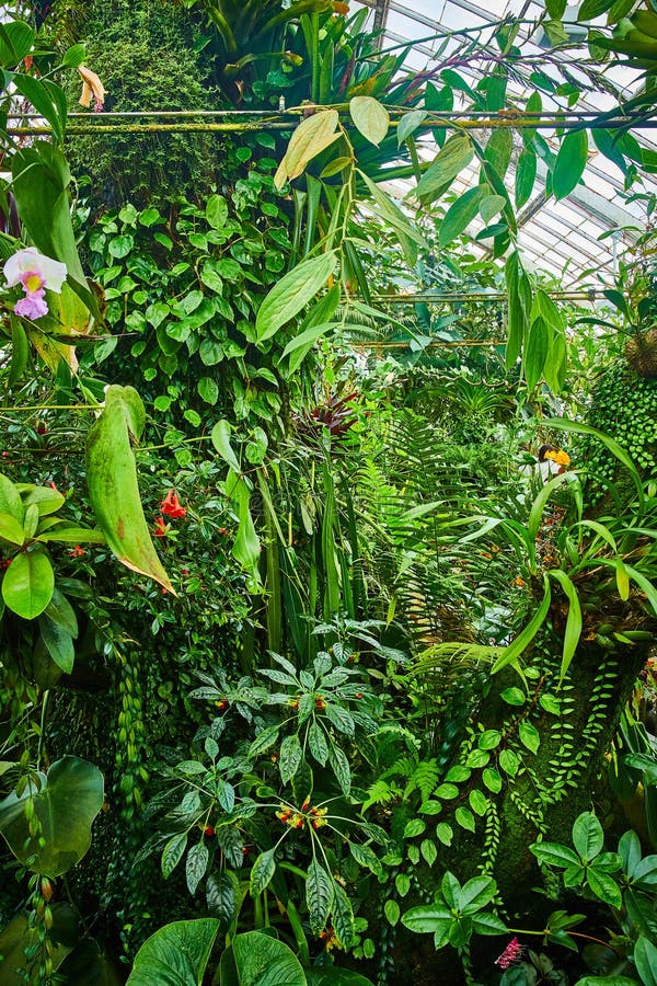 Wall of Various Green Plants with Greenhouse Ceiling Stock Image ...