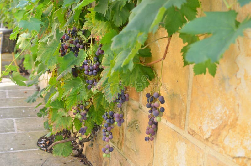 Wall with Vine and Grape stock image. Image of grapevines - 80502001