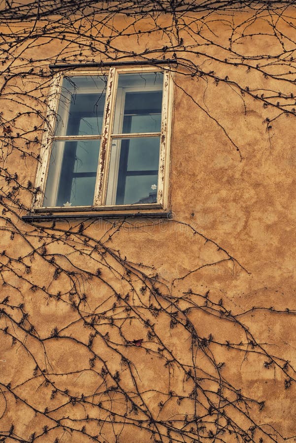 Wall and Window Covered with Vines Stock Photo - Image of green ...