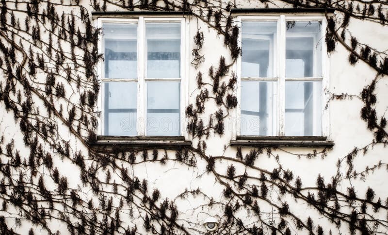 Wall and Window Covered with Vines Stock Image - Image of feature ...