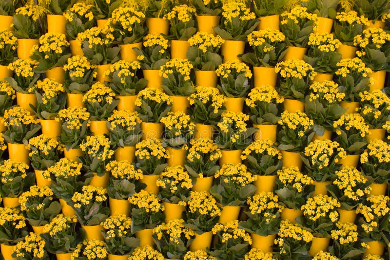 The wall of yellow flowers stock photo. Image of flowers - 92789540