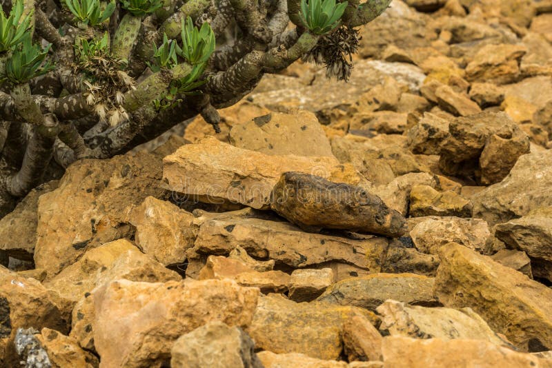 Wall of Yellow Lava Rock with Stock Image - Image of spain, white ...