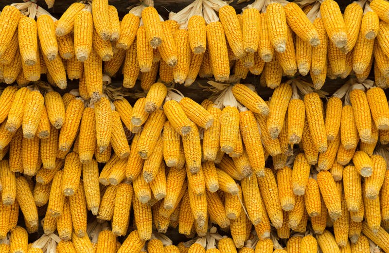 Wall of Yellow Ripe Corn Collected in Autumn Stock Image - Image of ...