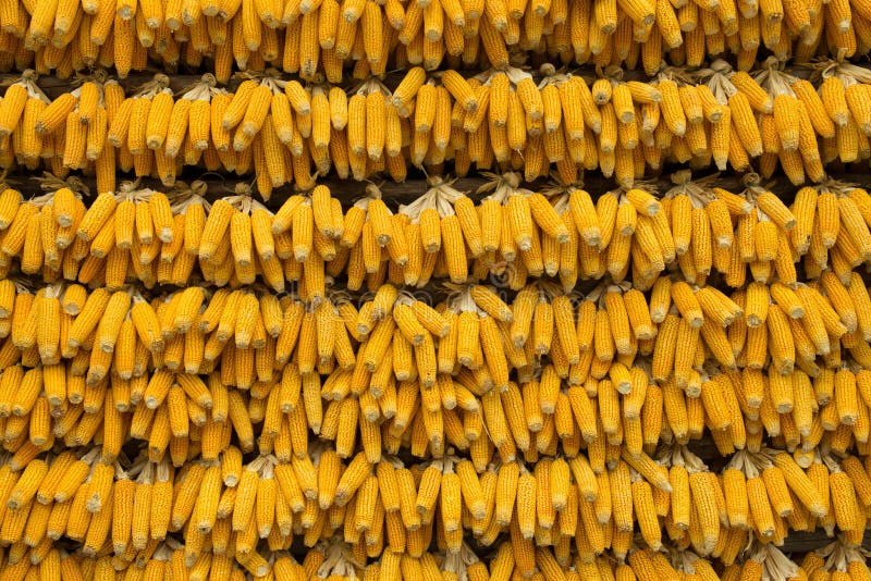 Wall of Yellow Ripe Corn Collected in Autumn Stock Image - Image of ...