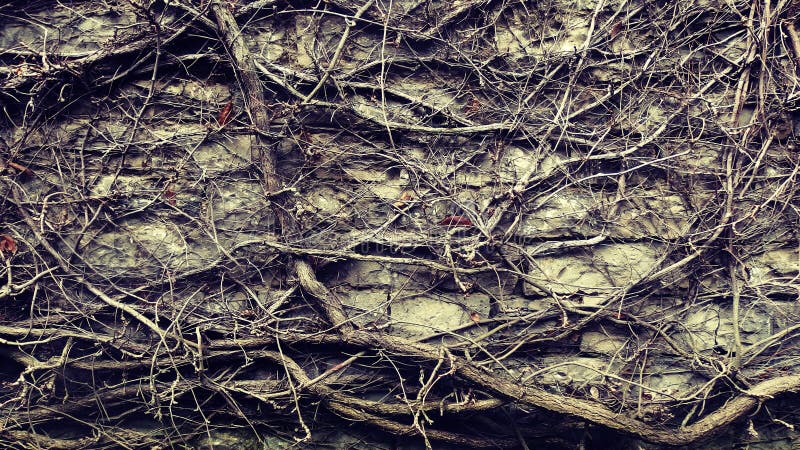 Wall Zen Texture stock photo. Image of stone, display - 52026050