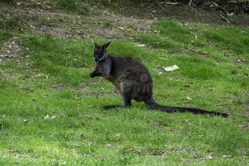Wallabia Animal on Green Field Stock Image - Image of wallabies, animal ...