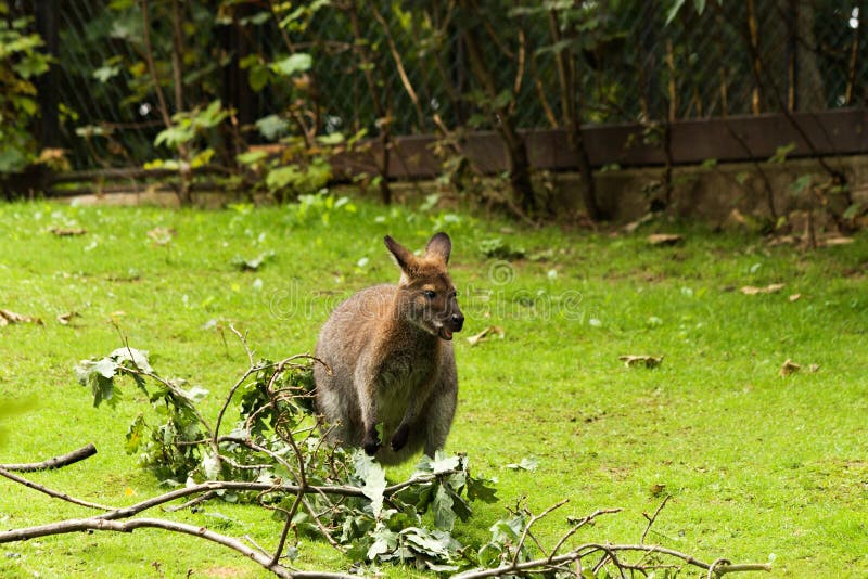 Wallabia bicolor stock image. Image of tail, animal, small - 43577917