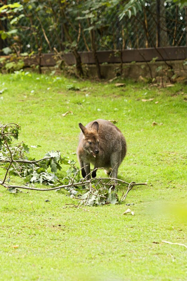 Wallabies Eating Stock Photos - Free & Royalty-Free Stock Photos from ...