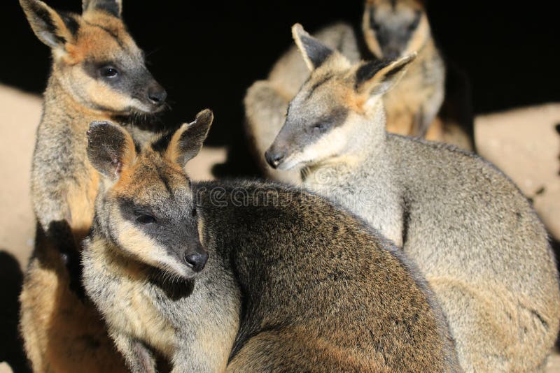 Wallabies stock photo. Image of furry, grey, animals - 46740816