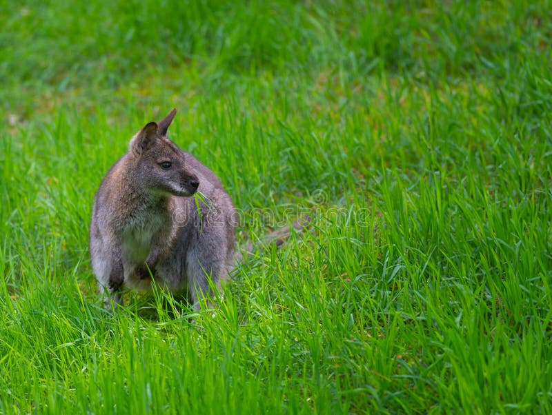 Wallabies (Notamacropus Rufogriseus) Standing on Green Grass Stock ...