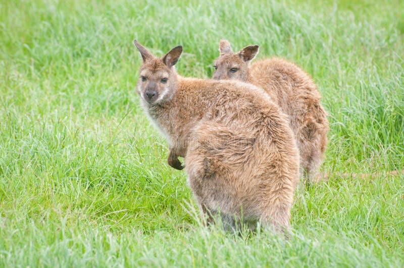 Two wallabies stock image. Image of green, park, face - 26684137