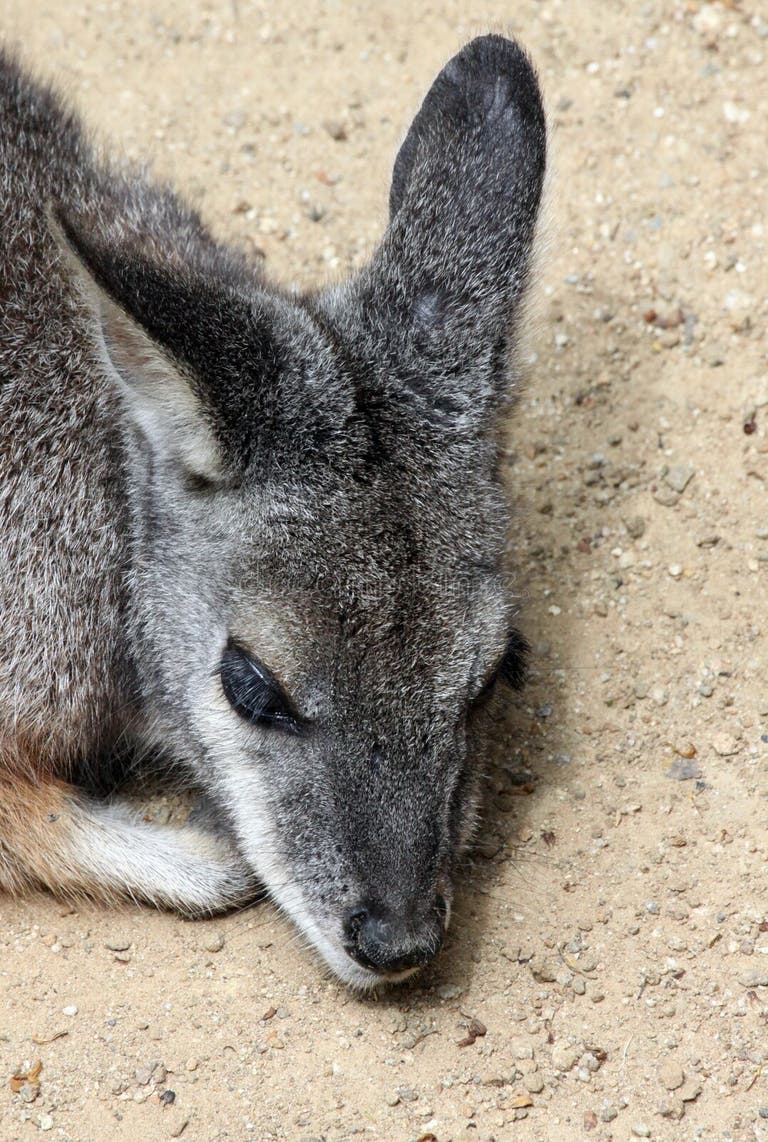 123 Cute Curious Young Brown Wallaby Stock Photos - Free & Royalty-Free ...