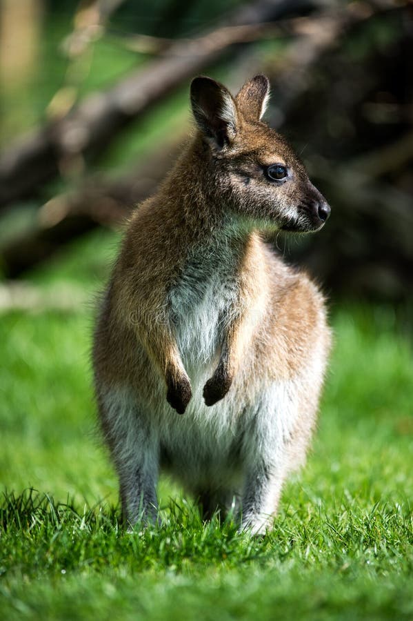 Rafferty the Rufus Wallaby stock photo. Image of male - 9006152