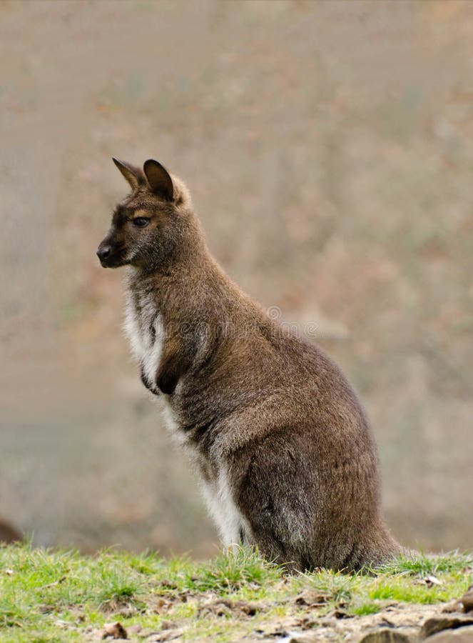 Wallaby stock image. Image of animal, staring, marsupial - 28256793