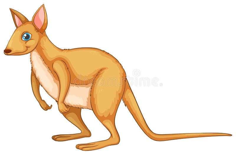Wallaby Stock Illustrations Vecteurs And Clipart 3 158 Stock