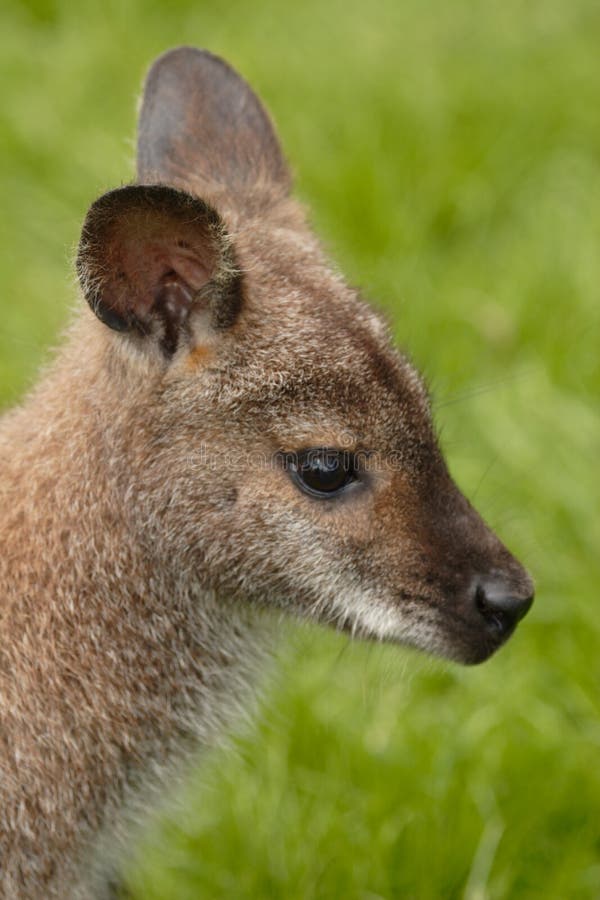 Wallaby with Joey in Pouch stock image. Image of indigenous - 8616377