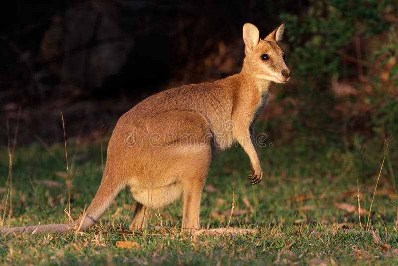 Wallaby agile immagine stock. Immagine di animale, agile - 23381985