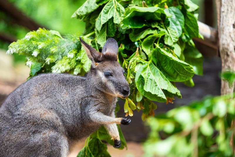 Wallaby in Australia stock image. Image of macropod - 347693113