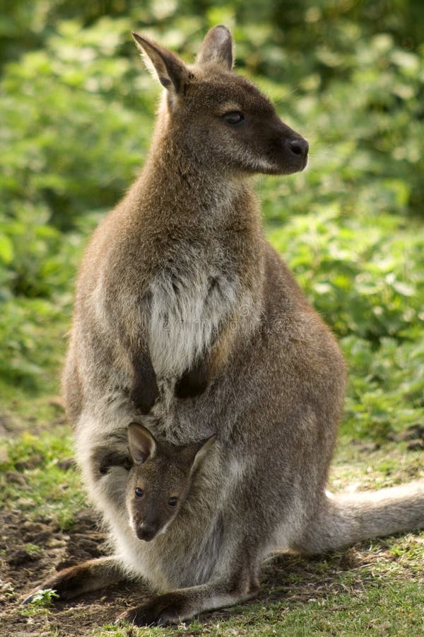 Wallaby with baby stock image. Image of wallaby, spring - 2883885