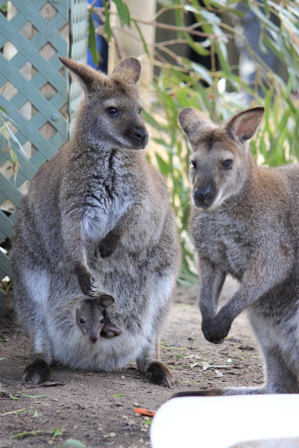 319 Baby Wallabies Stock Photos - Free & Royalty-Free Stock Photos from ...