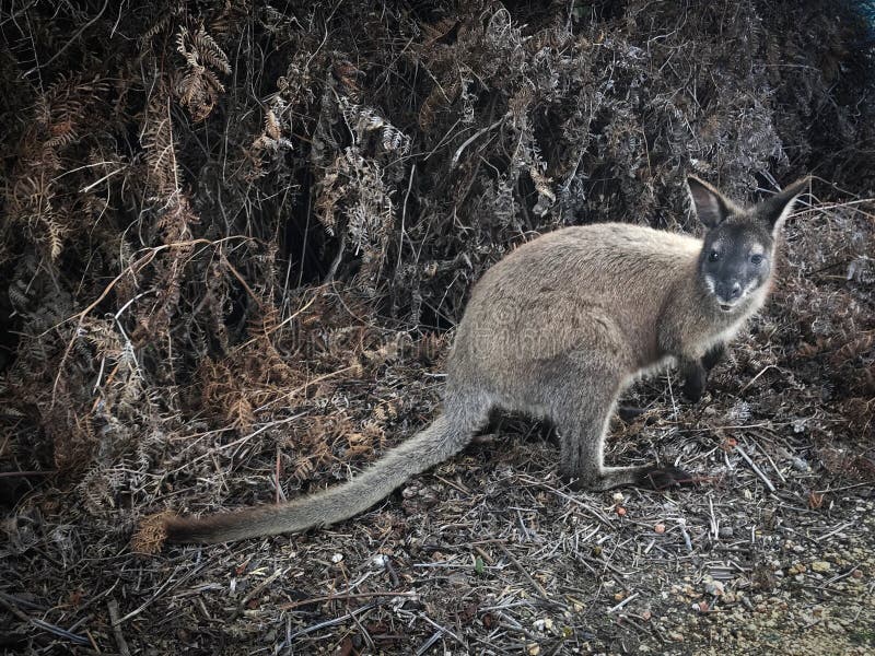 Wallaby in Bush in Tasmania Stock Photo - Image of nature, pretty ...