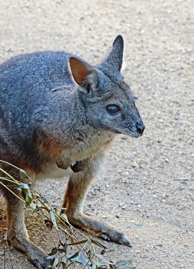 Wallaby stock image. Image of furry, rock, eyes, ears - 108471991