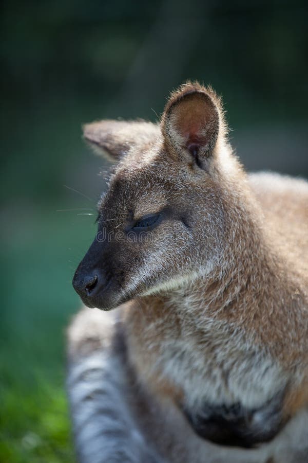 Wallaby stock photo. Image of native, agile, marsupial - 43421720