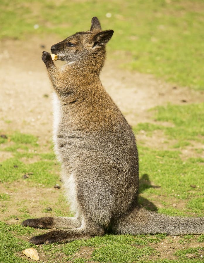 Wallaby stock image. Image of green, eating, cute, mammal - 43202807