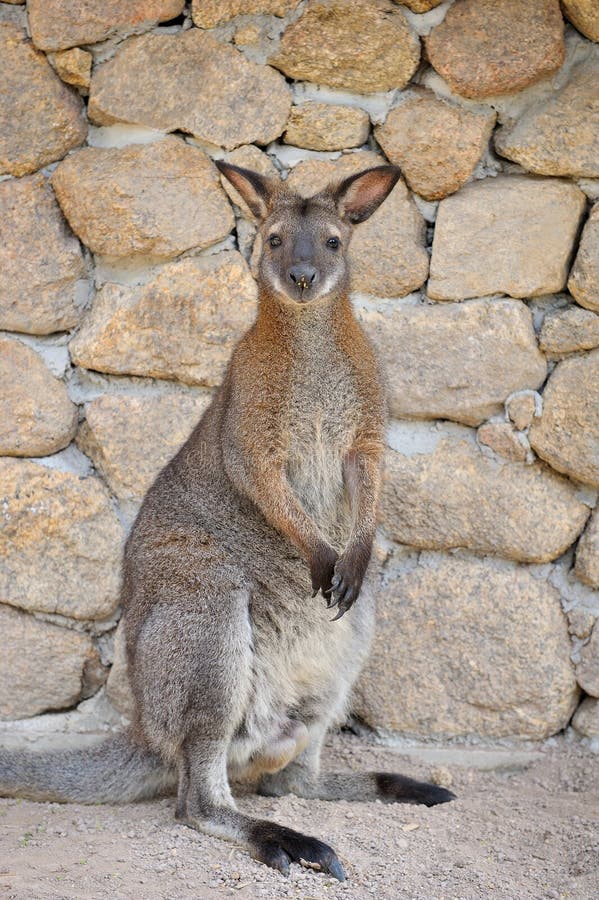 Wallaby stock photo. Image of mammal, furry, little, closeup - 38939442