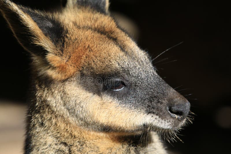 Wallaby face stock photo. Image of young, australia, female - 1849416