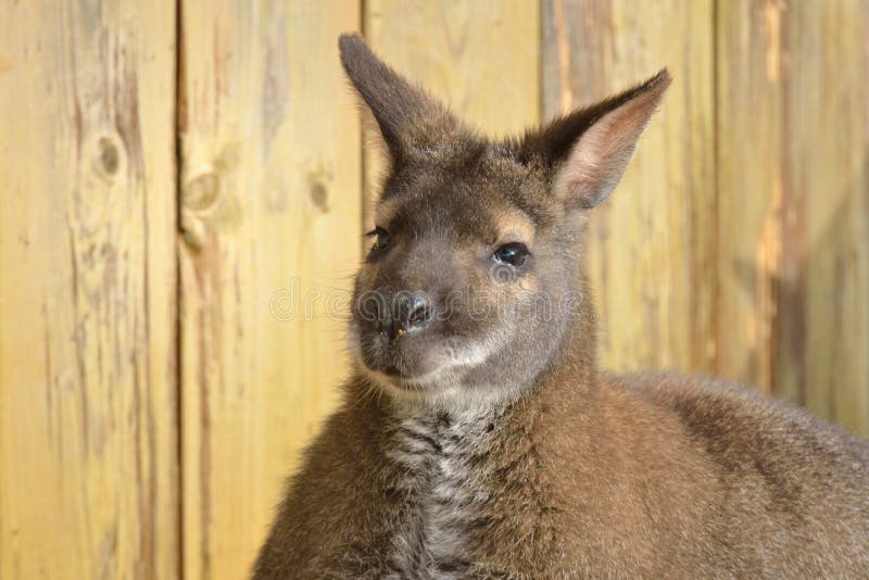 Wallaby face stock photo. Image of young, australia, female - 1849416