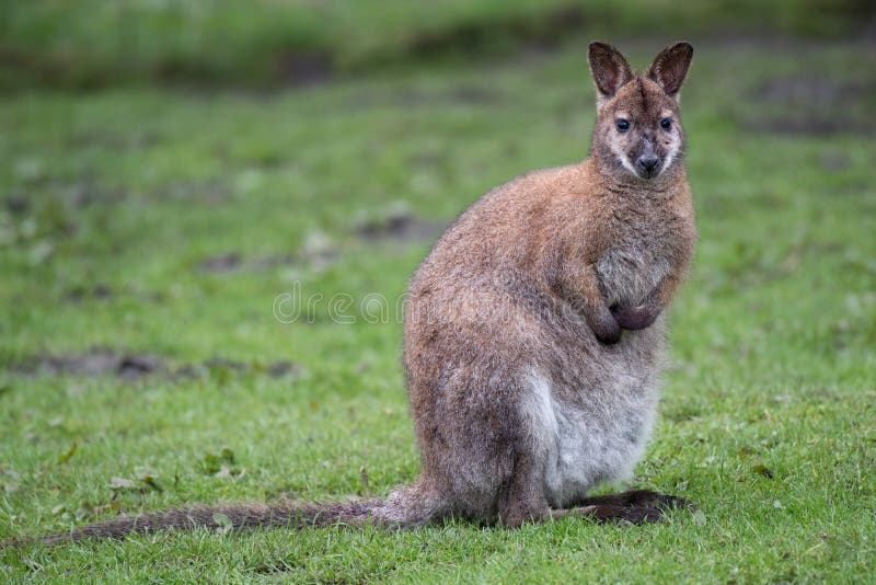 Wallaby stock photo. Image of sitting, natural, nature - 89667252