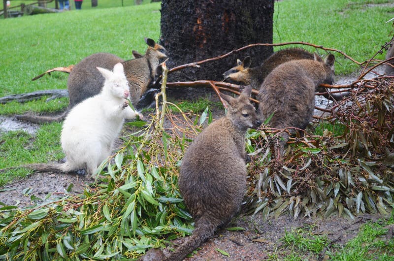 Wallaby stock photo. Image of wallabies, australia, animal - 35252970