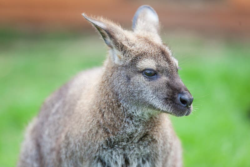 Wallaby stock photo. Image of brown, necked, south, animal - 75773008