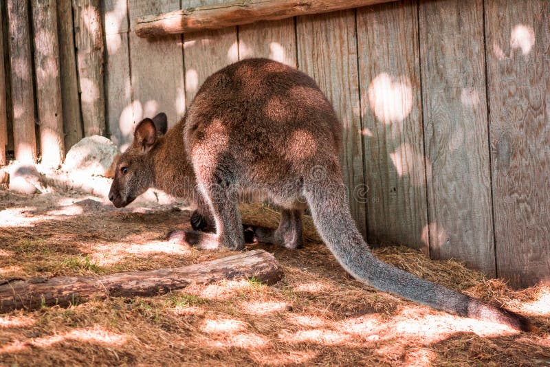 Wallaby Hopping Around an Enclosure at the John Ball Zoo Stock Photo ...