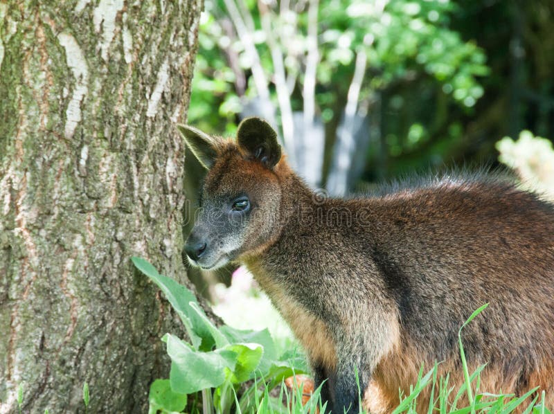 Dwarf Wallaby Stock Photos - Free & Royalty-Free Stock Photos from ...