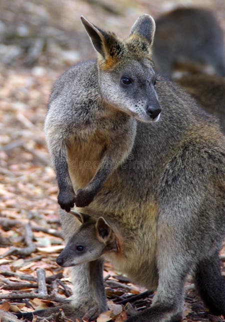 Wallaby with Joey in Pouch stock image. Image of indigenous - 8616377