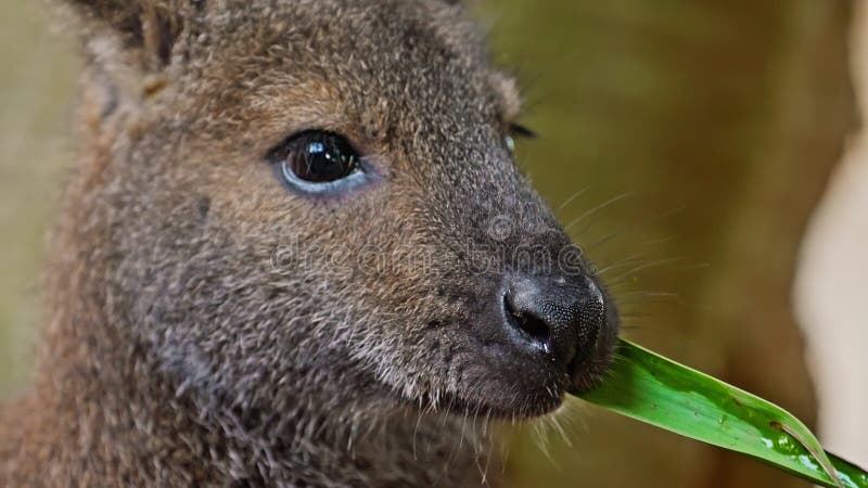 Wallaby Kangaroo is a Species of Kangaroo. Close-up Chewing on a Green ...