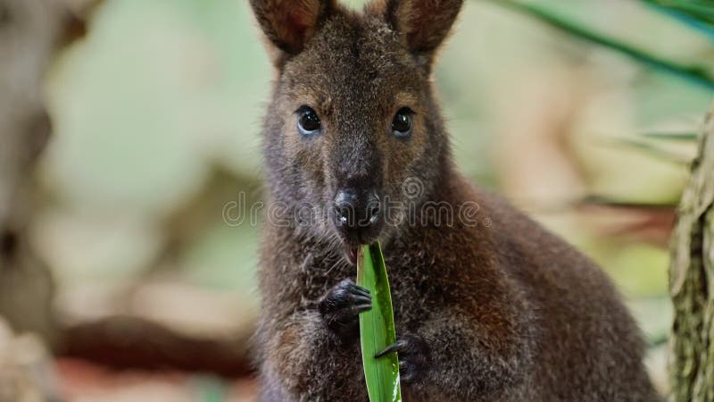 Wallaby Kangaroo is a Species of Kangaroo. Close-up Chewing on a Green ...